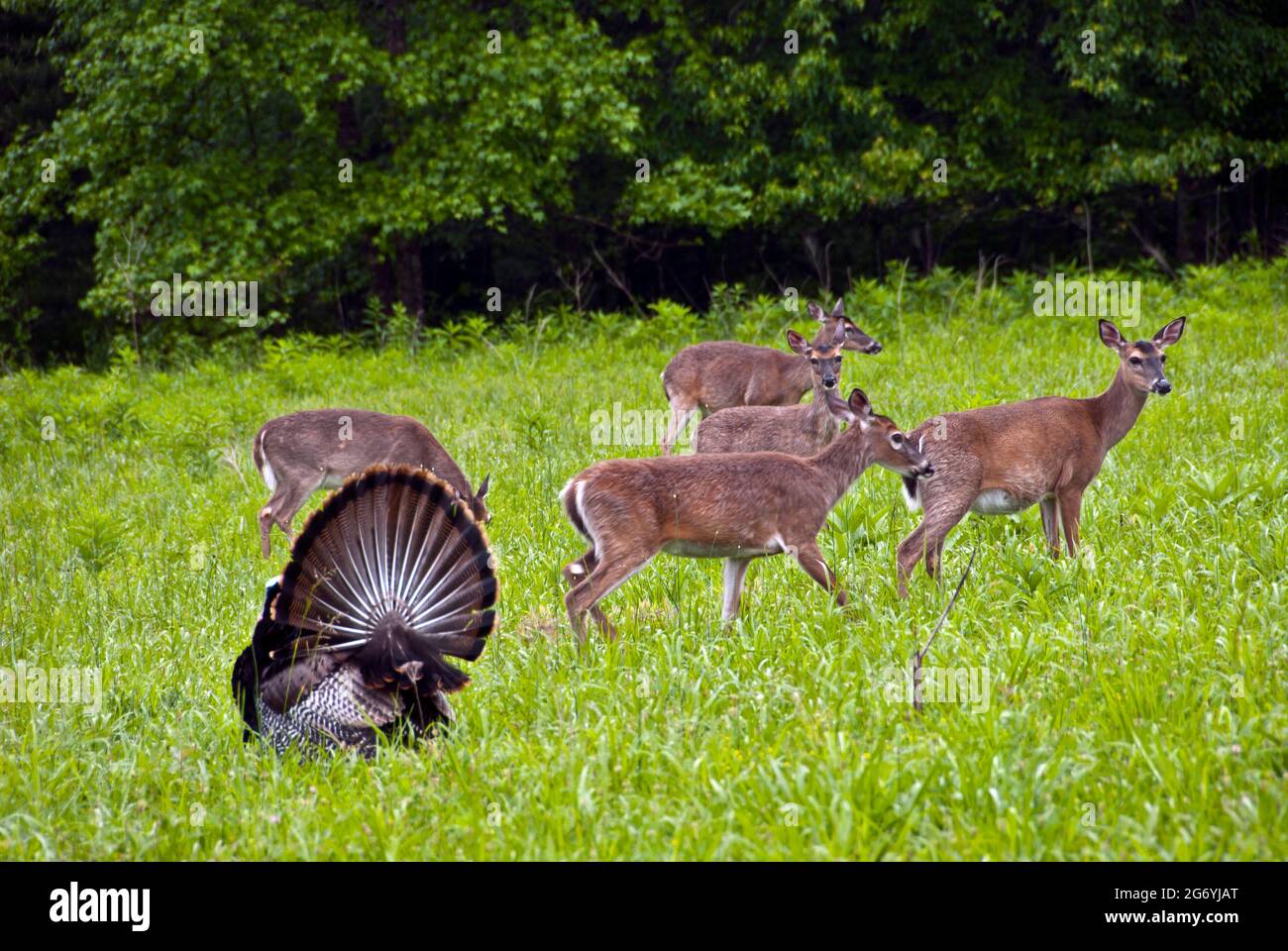 Runny Deer And Turkey