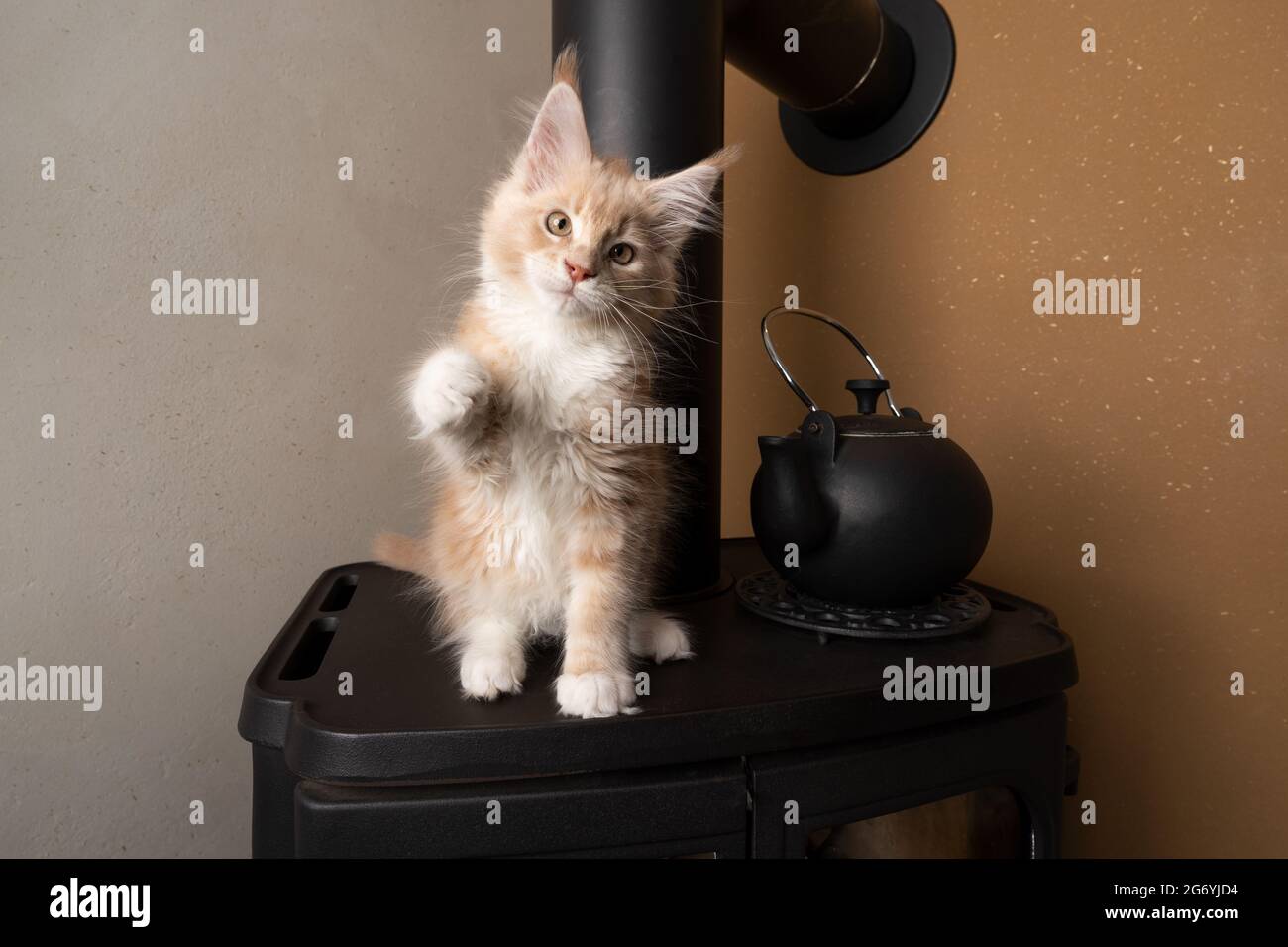 cream white maine coon kitten sitting on oven fireplace raising paw ...