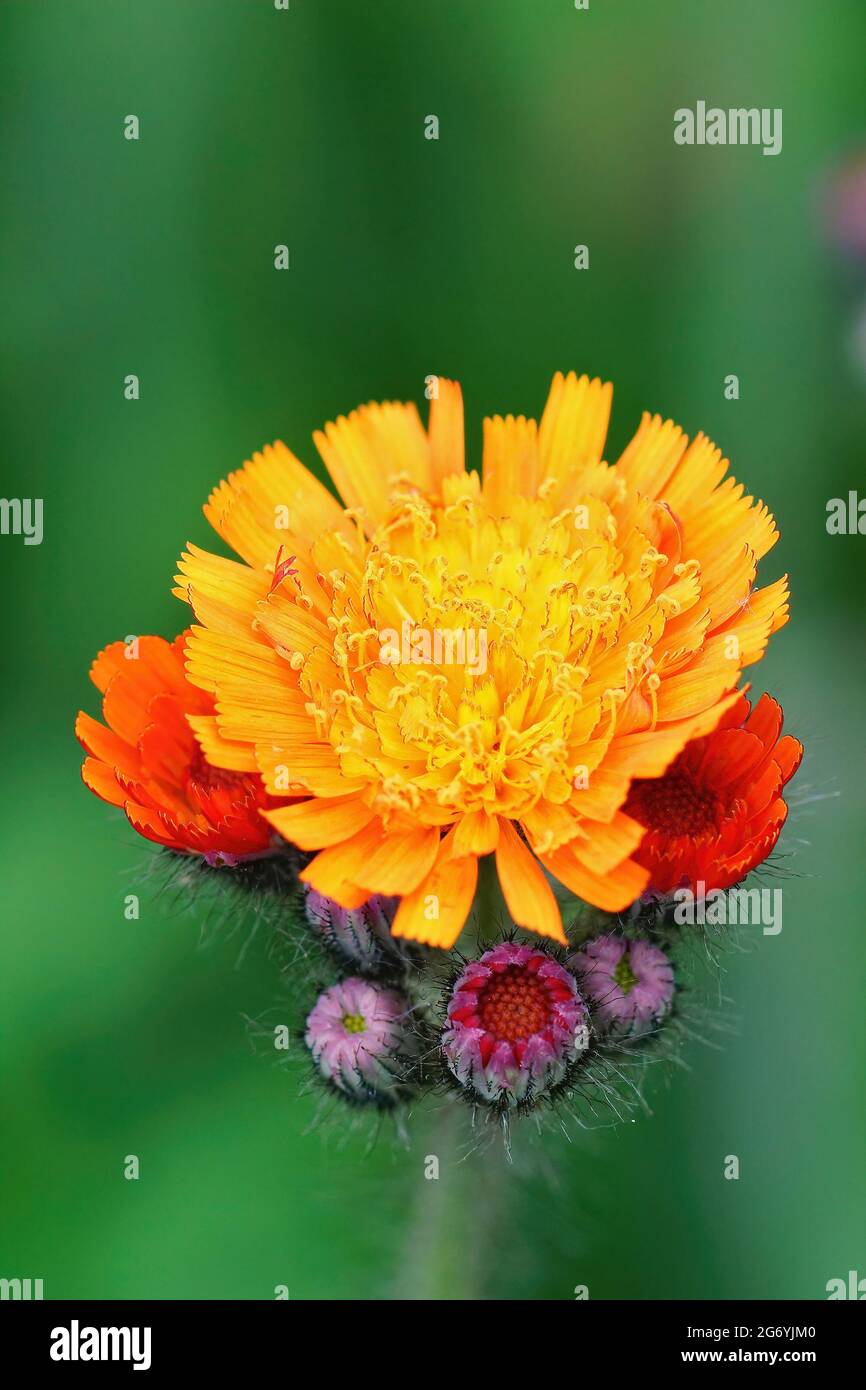 Vertical shot of emerging brilliant orange hawkweed flowers (Hieracium ...