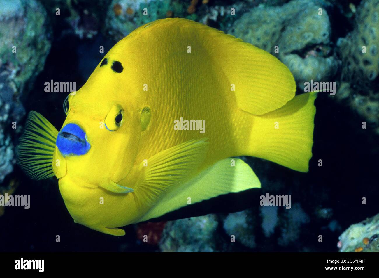 Three-spot angelfish, Fiji Stock Photo - Alamy
