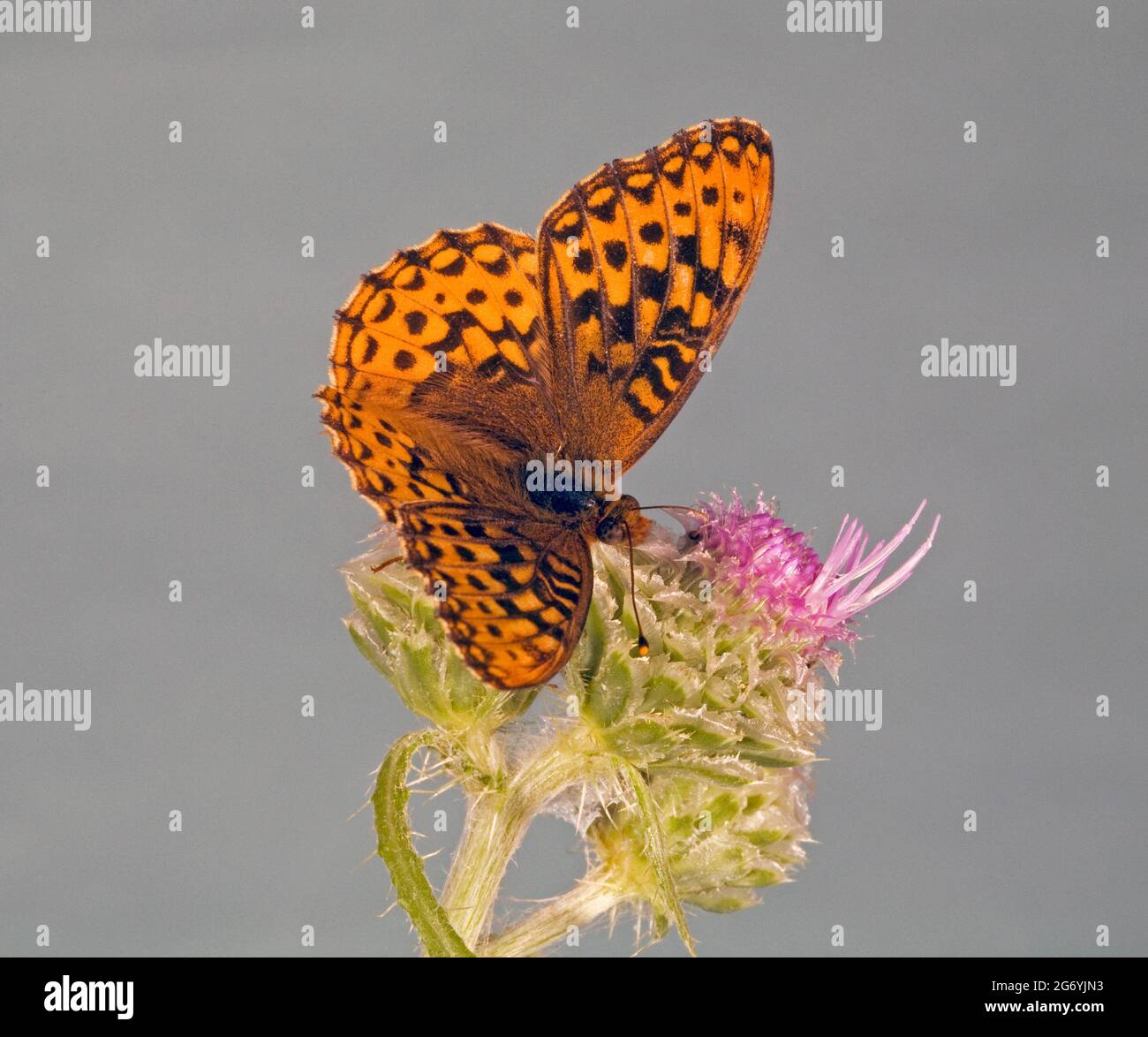 A dorsal view of a Hydaspe Fritillary, Speyeria hydaspe, butterfly ...