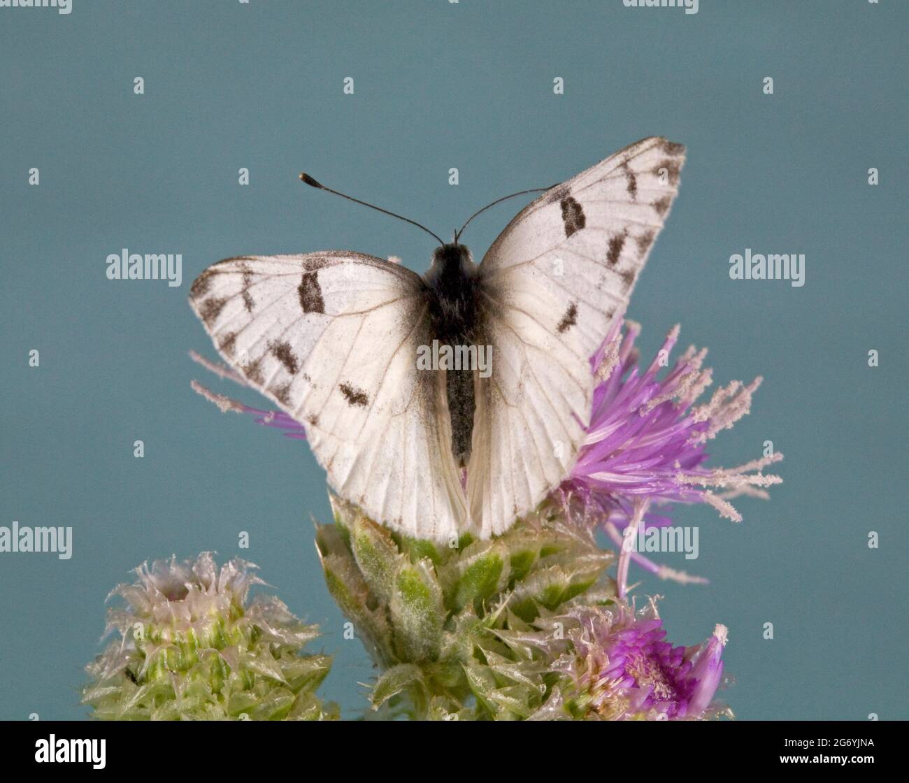 Close up of butterfly abdomen hi-res stock photography and images - Alamy