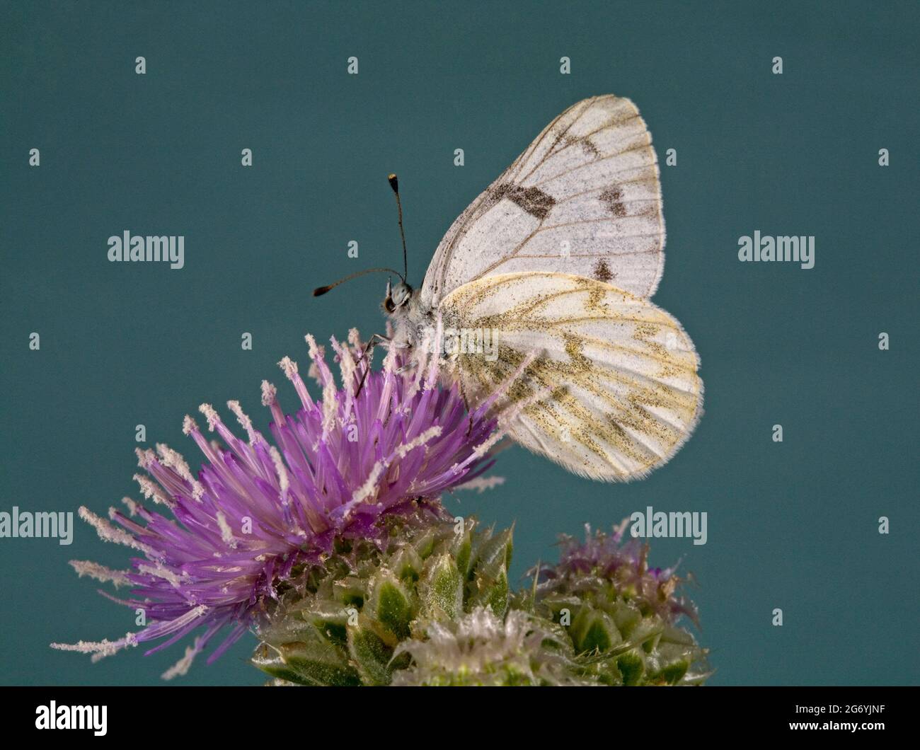 White abdomen insect hi-res stock photography and images - Alamy