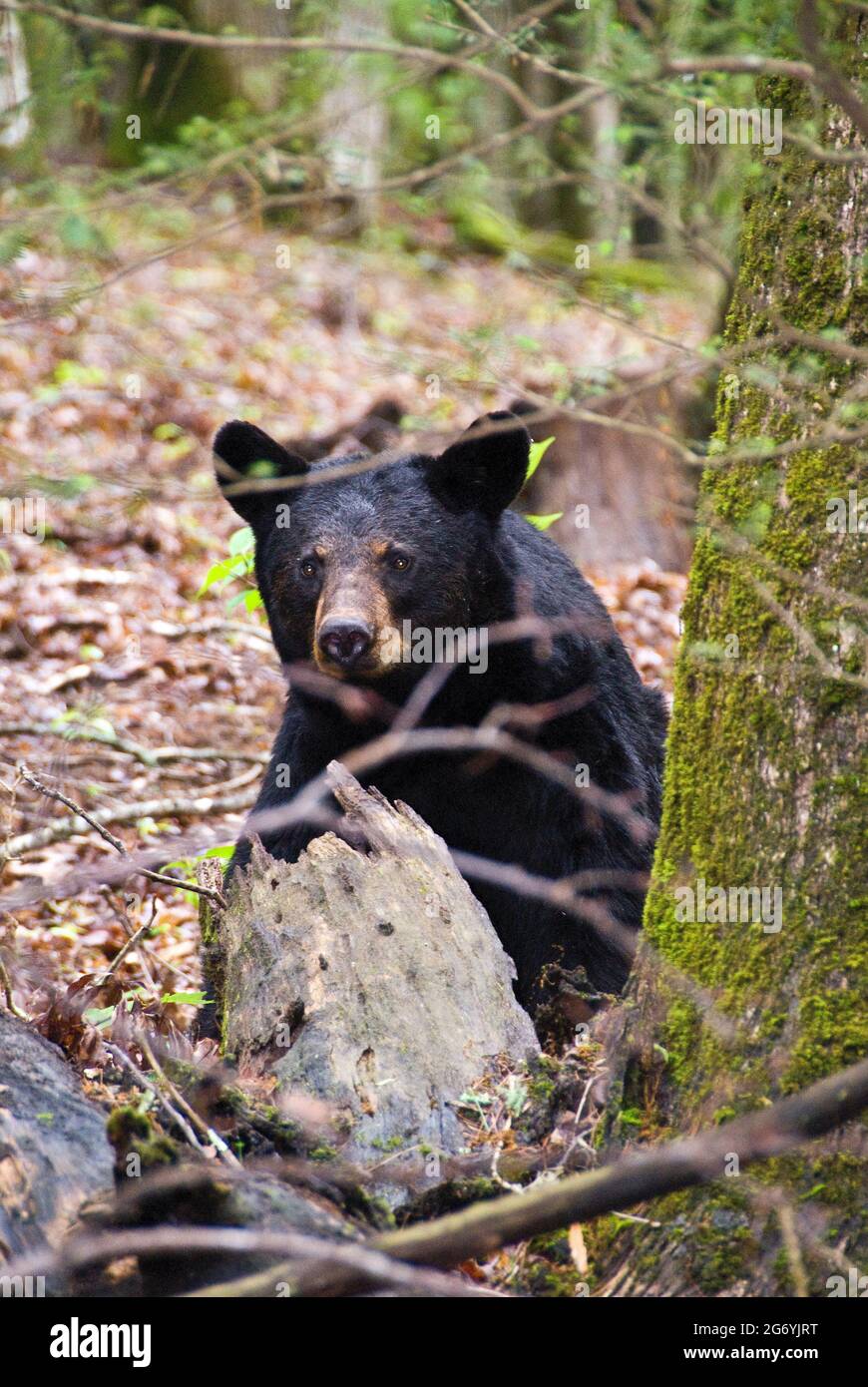 Riding mountain national park bear cub hi-res stock photography and ...