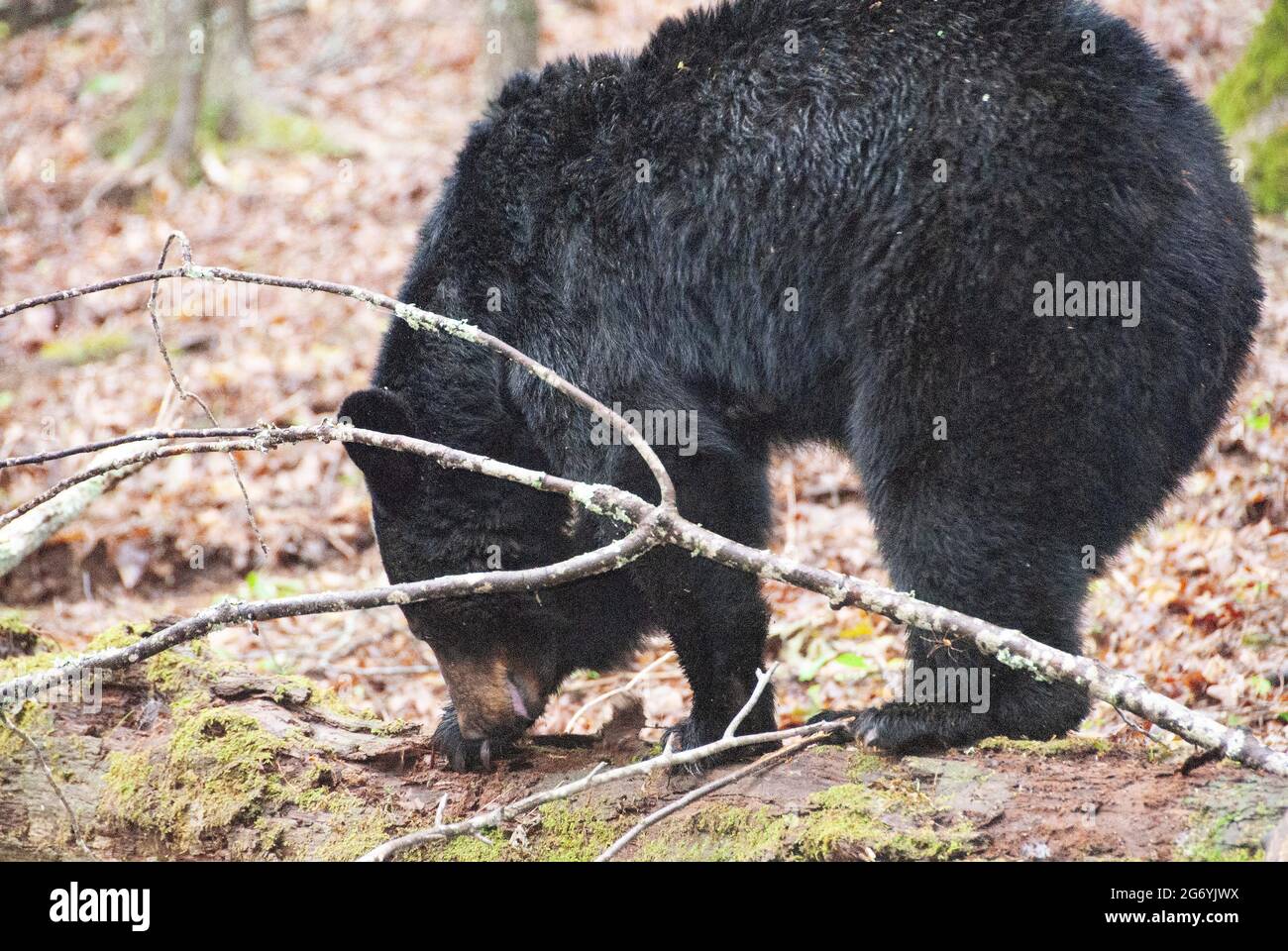 Black bear digging for food, Smokey Mountain National Park, Gatlinburg ...