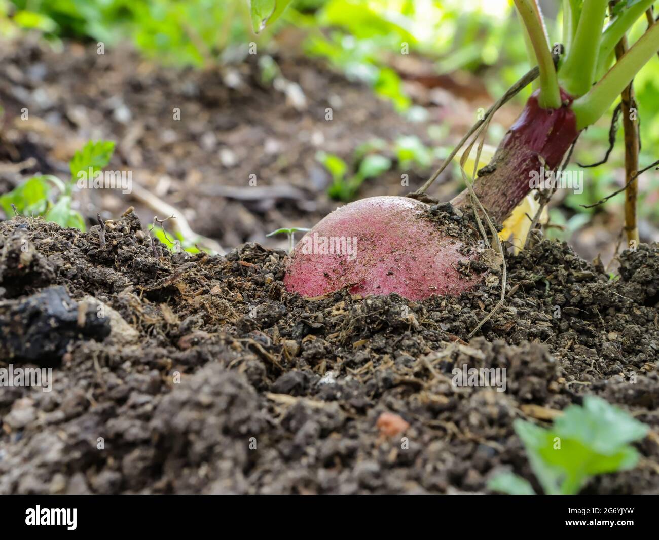 Radish plantation, with some bushes around and the vegetable still on ...