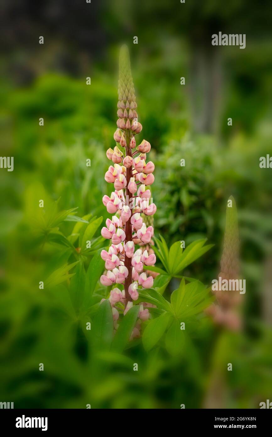 Lupinus mutabilis edible hi-res stock photography and images - Alamy