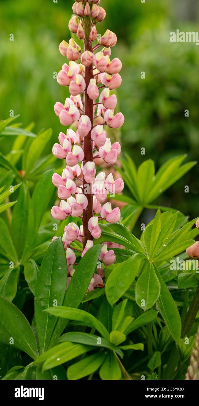 Tarwi lupinus muabilis hi-res stock photography and images - Alamy