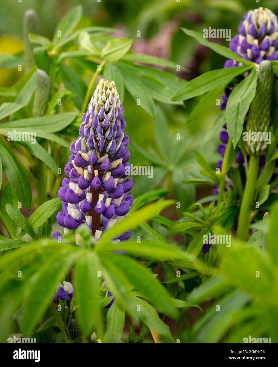 Lupinus mutabilis edible hi-res stock photography and images - Alamy