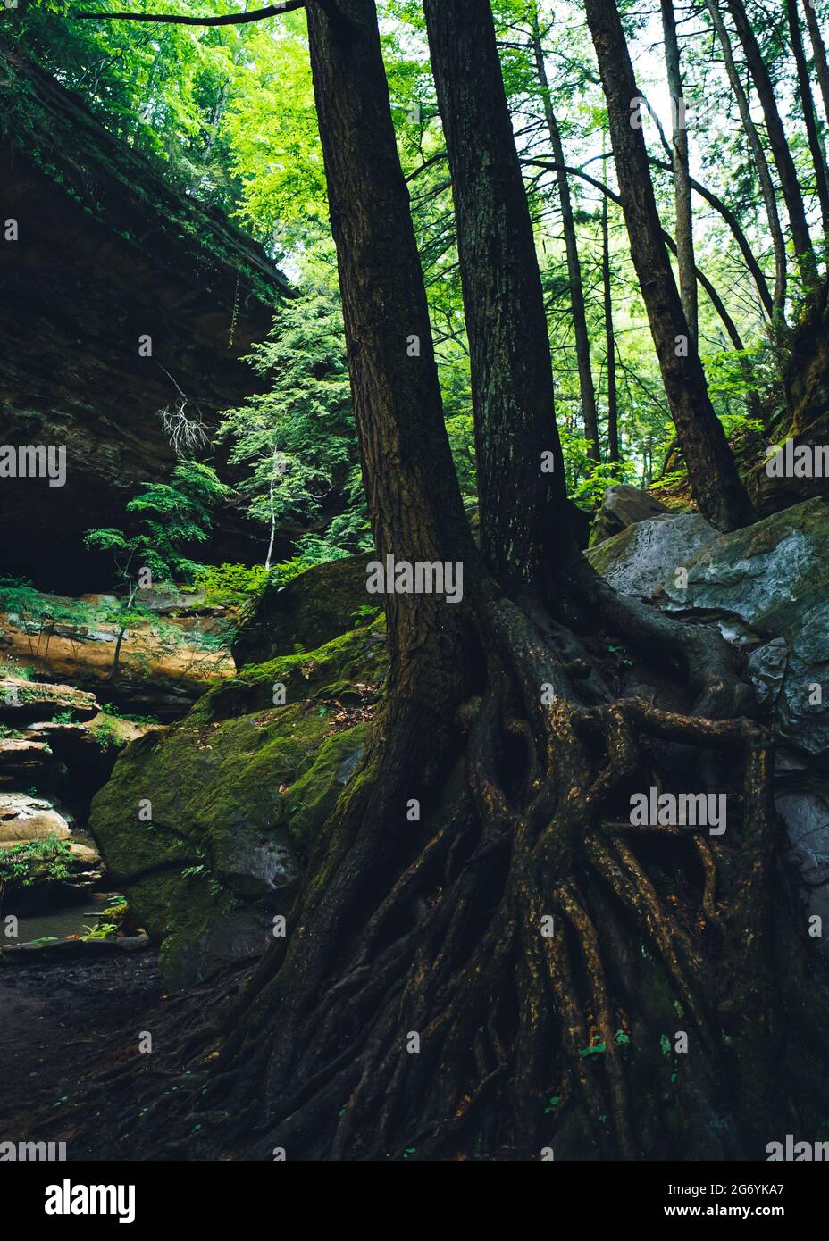 Vertical shot of a tree with roots in a forest under shadow Stock Photo ...