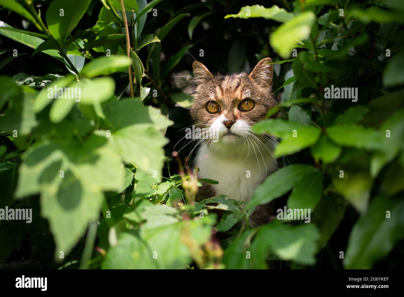 Hiding under bushes hi-res stock photography and images - Alamy