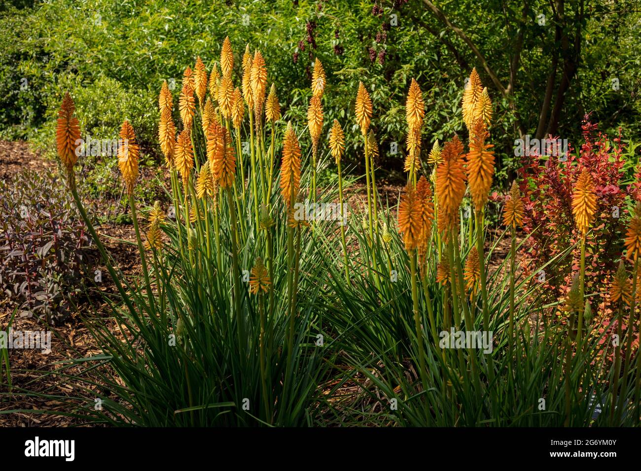 Stately Kniphofia 'Fiery Fred’, red-hot poker 'Fiery Fred’, flowering ...