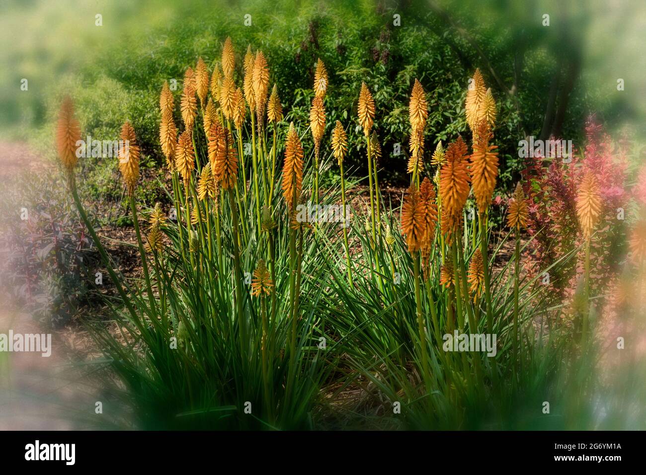 Upright Kniphofia 'Fiery Fred’, red-hot poker 'Fiery Fred, flowering in ...