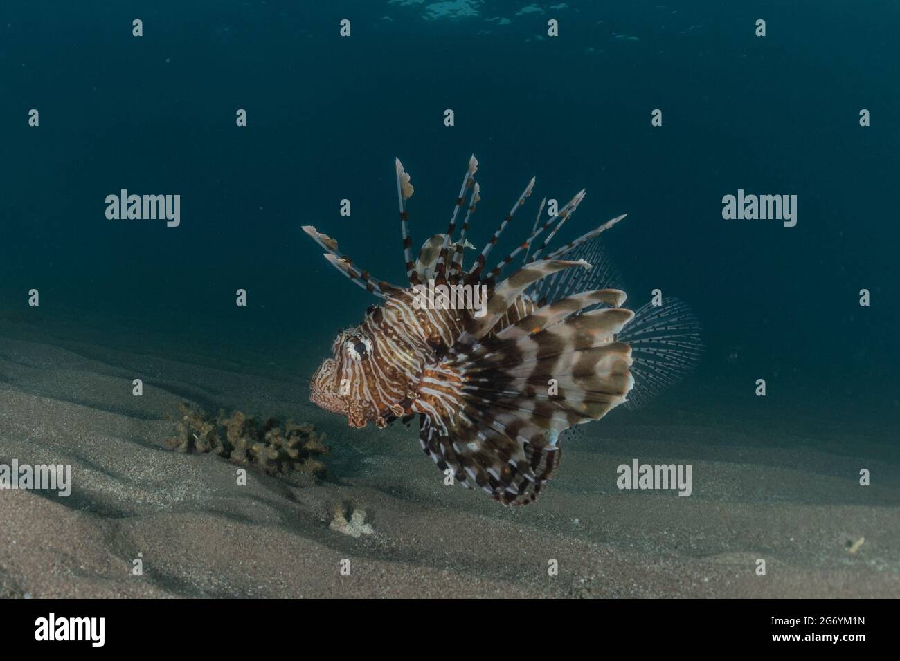 Lion fish in the Red Sea colorful fish, Eilat Israel Stock Photo - Alamy