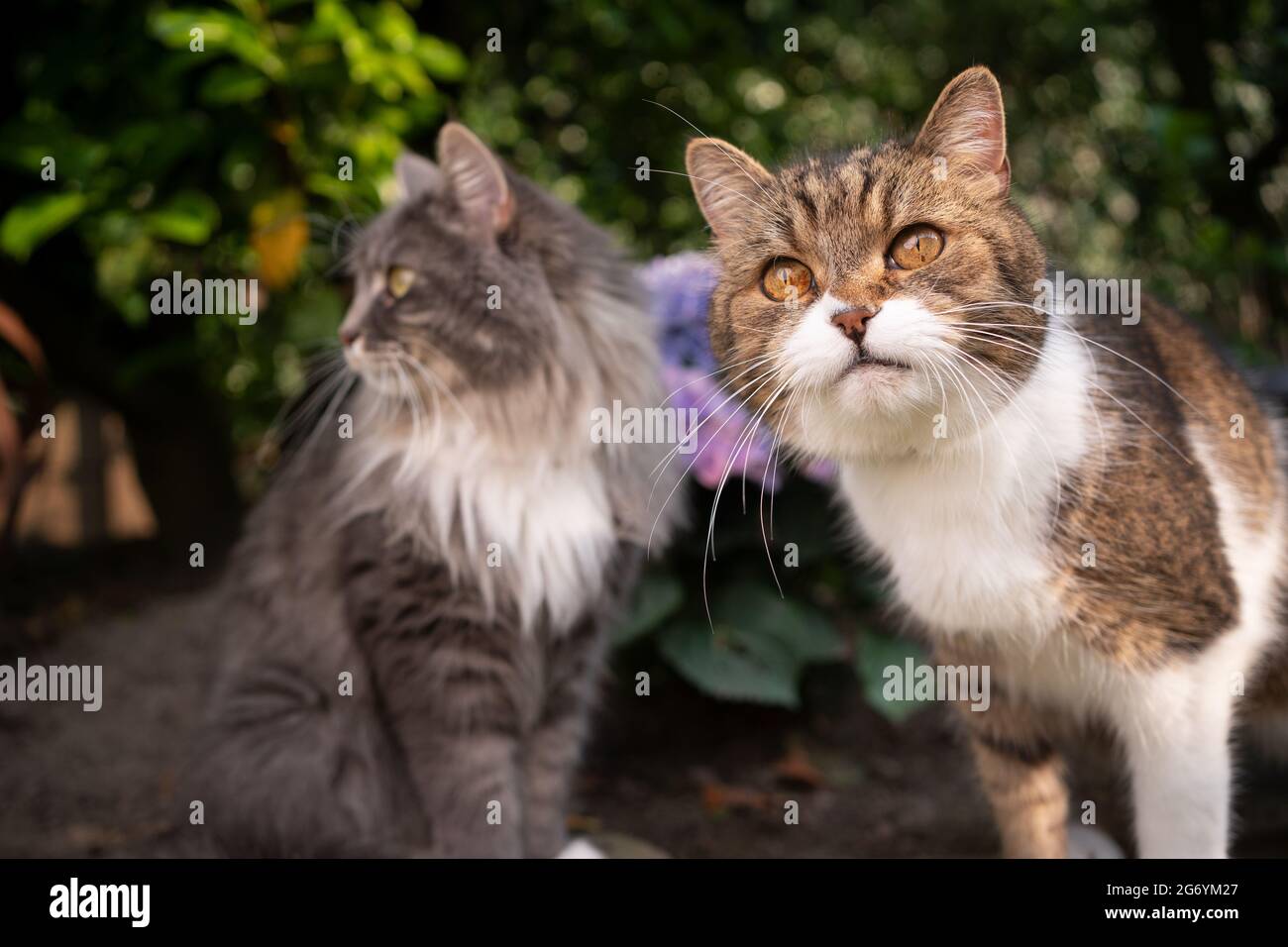 two different breeds of cats outdoors in the back yard together looking ...