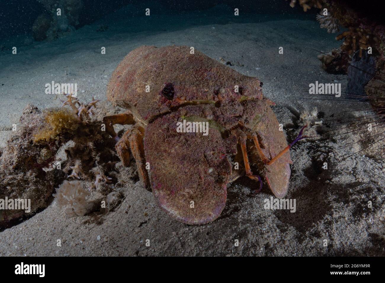 Live lobster in under water hi-res stock photography and images - Alamy