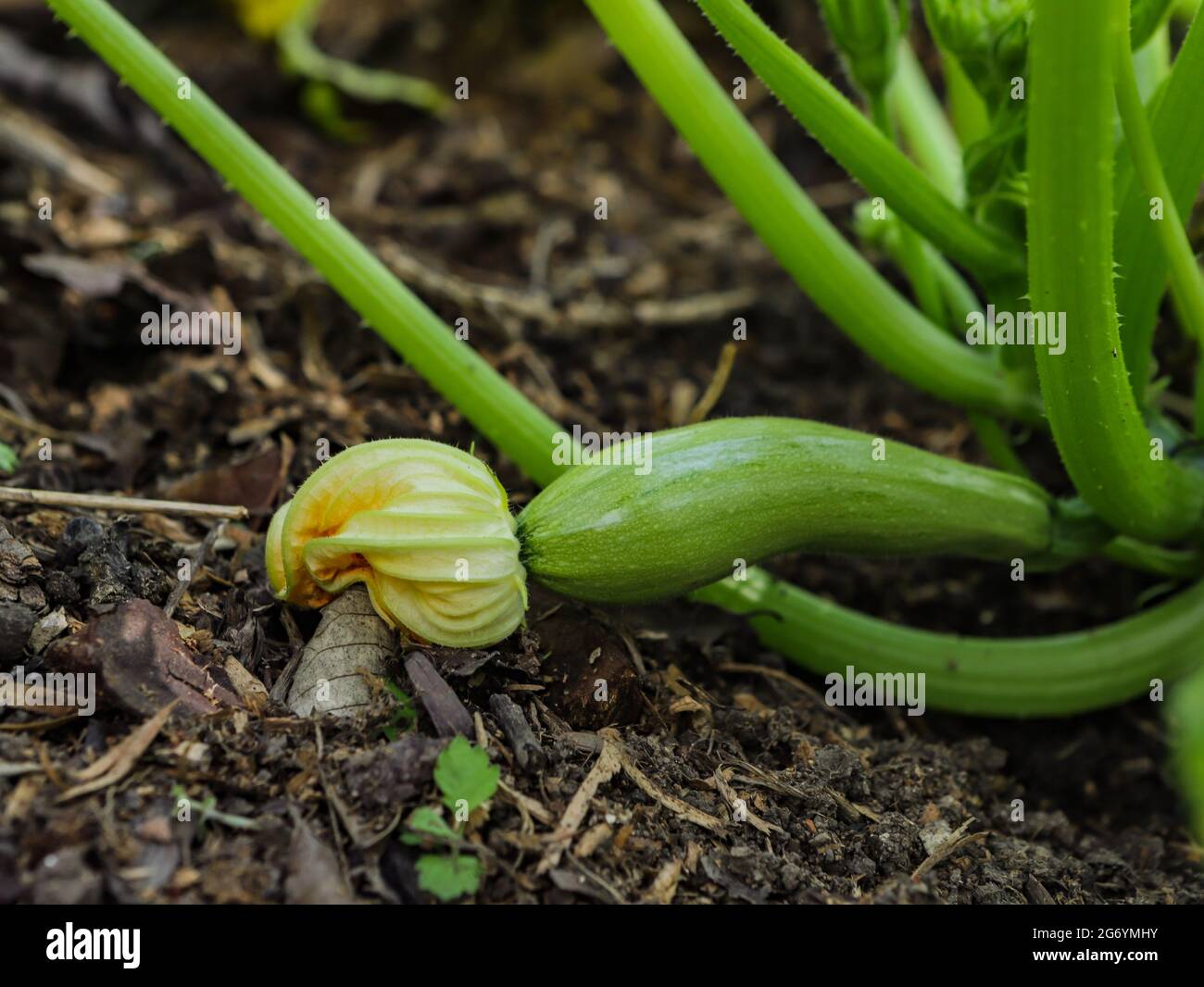 Zucchini in the foot and in the growing phase and still with the flower ...