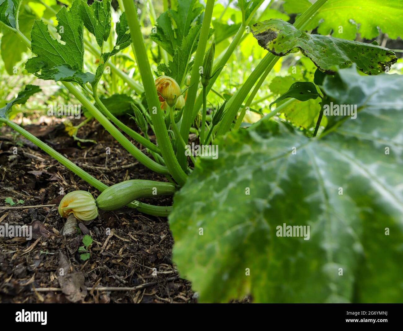 Zucchini in the foot and in the growing phase and still with the flower ...