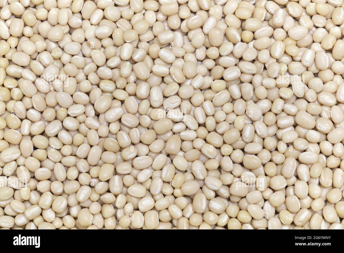 white adzuki beans , japanese food ingredient Stock Photo - Alamy