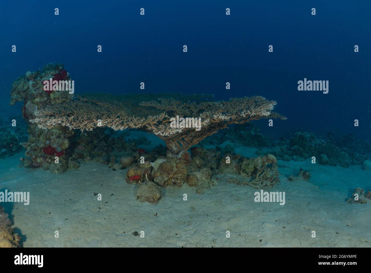 Coral reef and water plants in the Red Sea, Eilat Israel Stock Photo ...