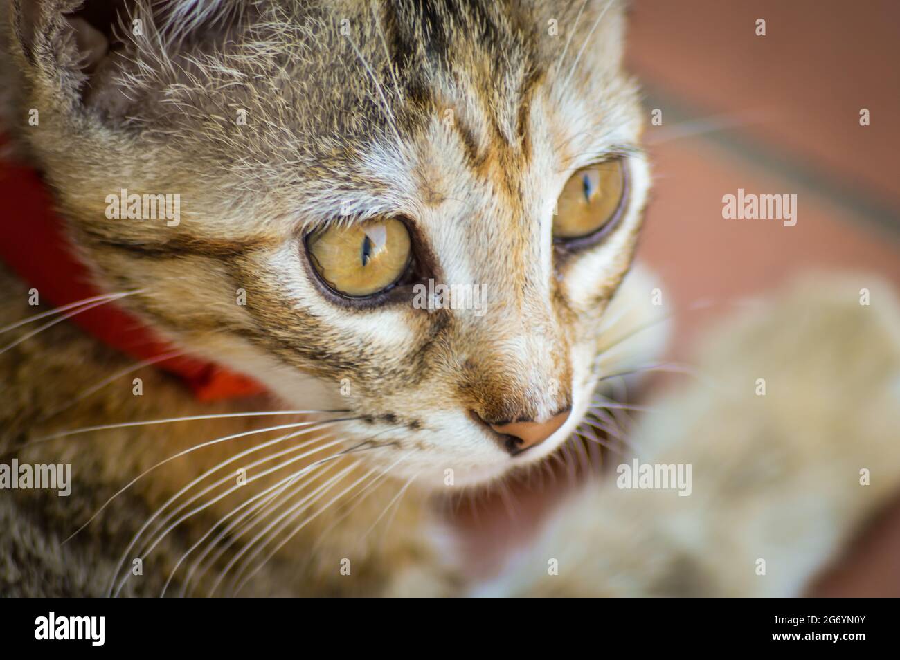 Very close up portrait of a two month old light brown striped kitten ...