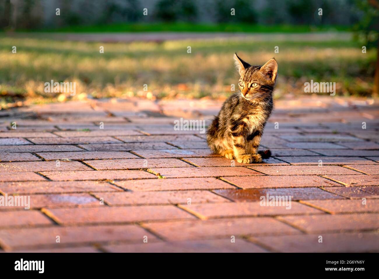 Cat sitting sun rays outdoor hi-res stock photography and images - Alamy