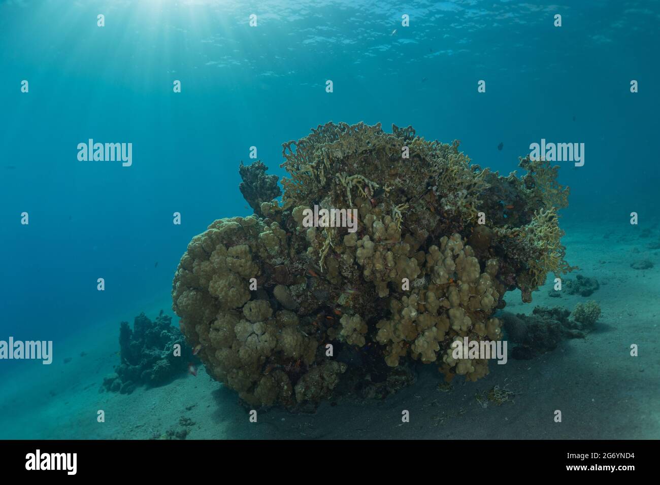 Coral reef and water plants in the Red Sea, Eilat Israel Stock Photo ...