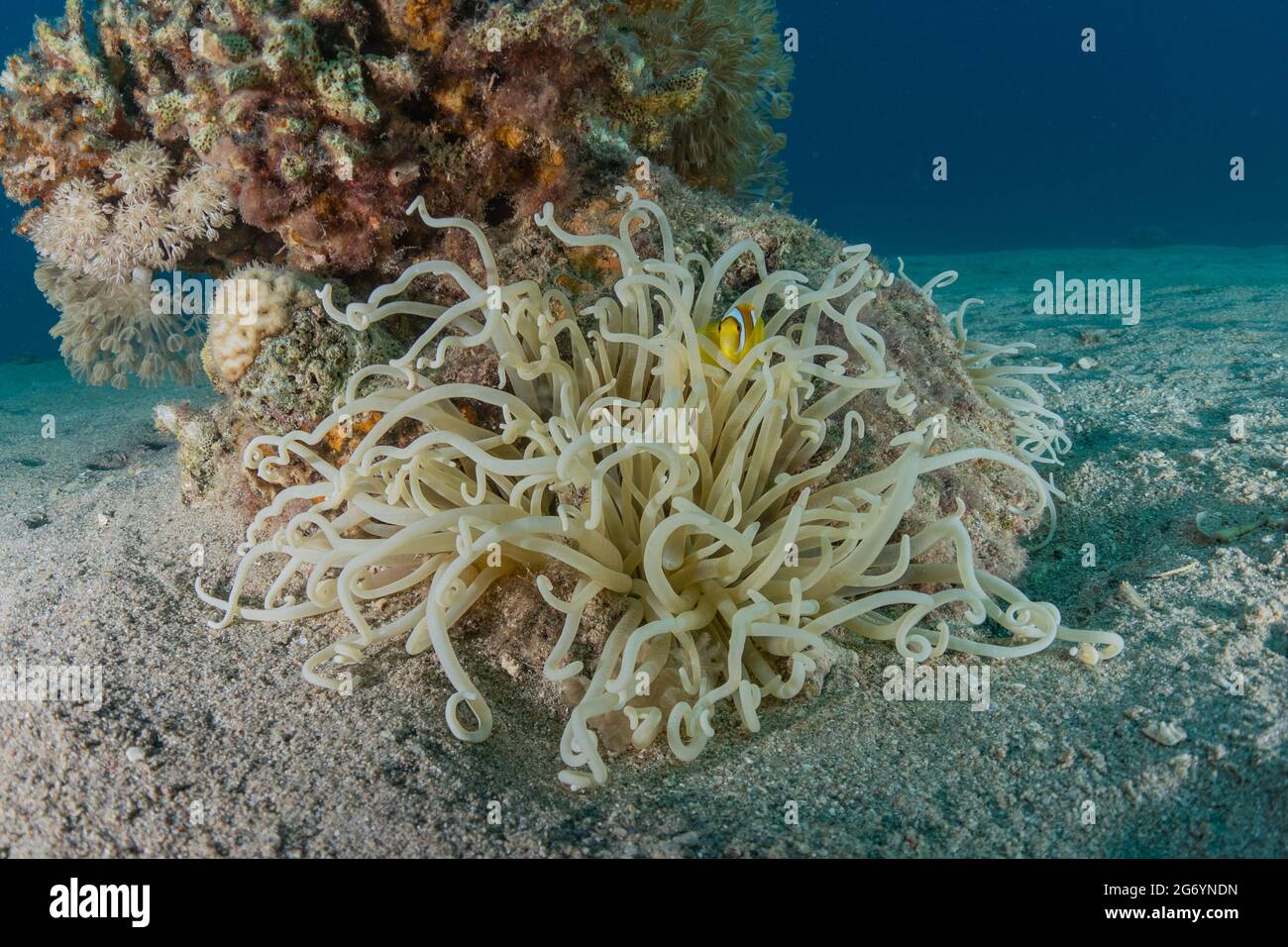 Coral reef and water plants in the Red Sea, Eilat Israel Stock Photo ...