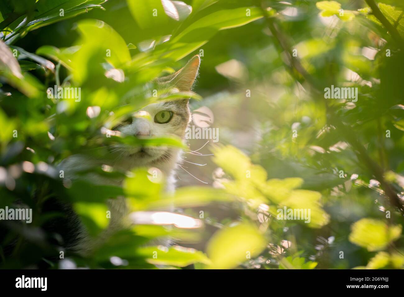 Hiding under bushes hi-res stock photography and images - Alamy