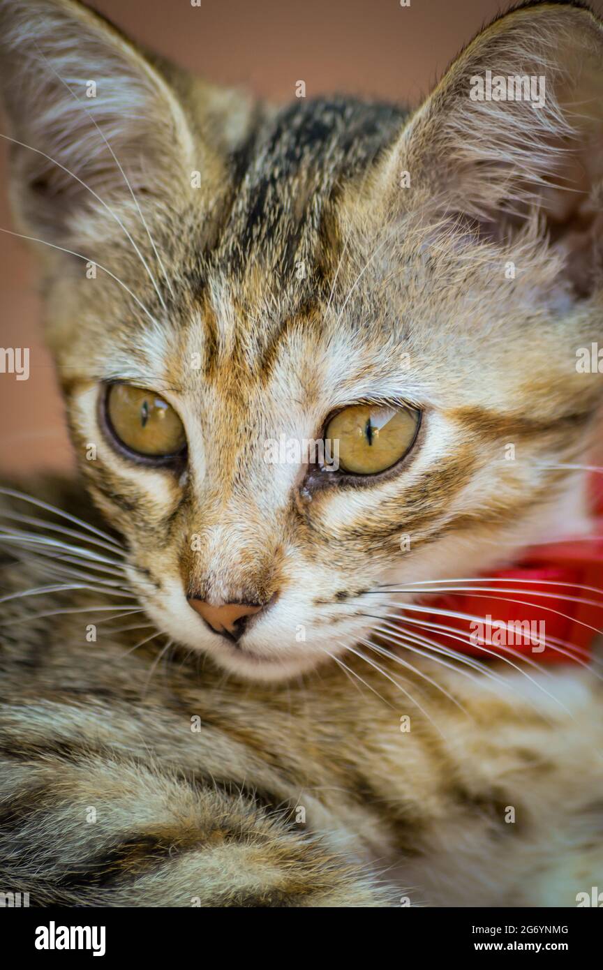 Very close up portrait of a two month old light brown striped kitten ...
