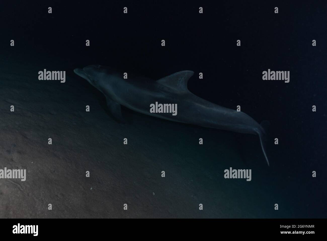 Dolphin swimming in the Red Sea, Eilat Israel Stock Photo - Alamy