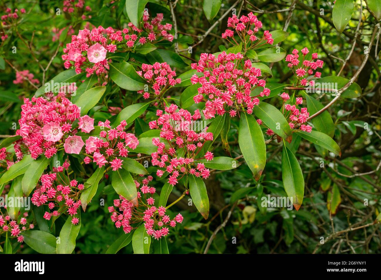 Clusters of bowl shaped pink flowers hi-res stock photography and ...