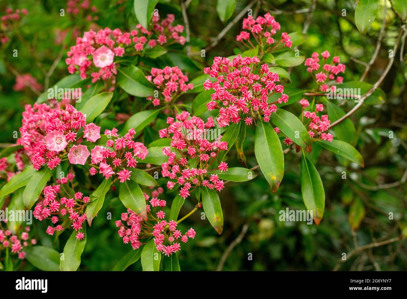 Kalmia Latifolia Flower