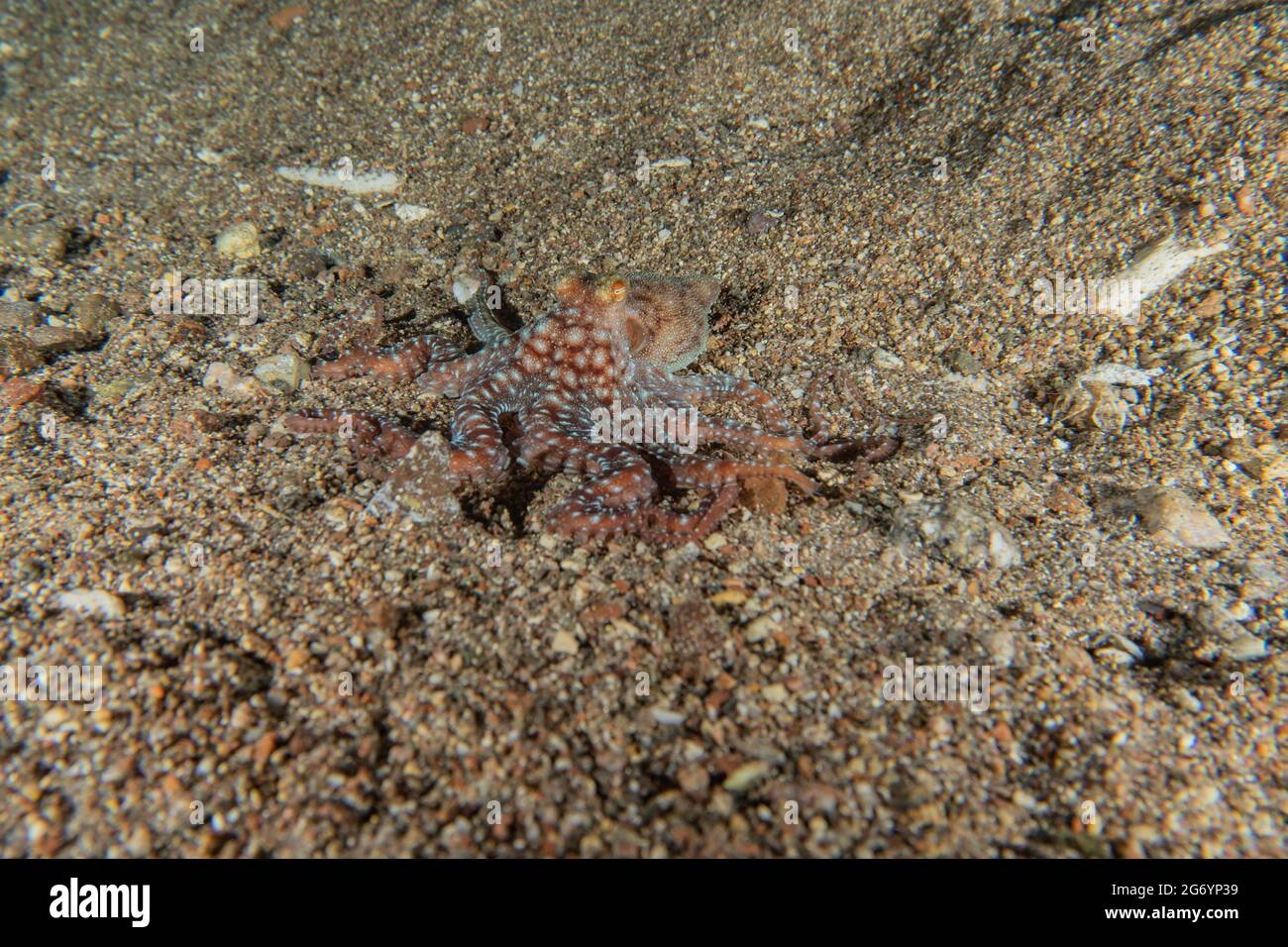 Octopus king of camouflage in the Red Sea, Eilat Israel Stock Photo - Alamy