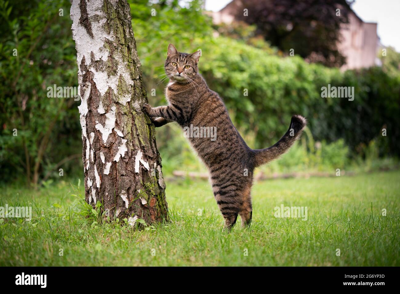 tabby domestic shorthair cat rearing up on a birch tree looking at ...