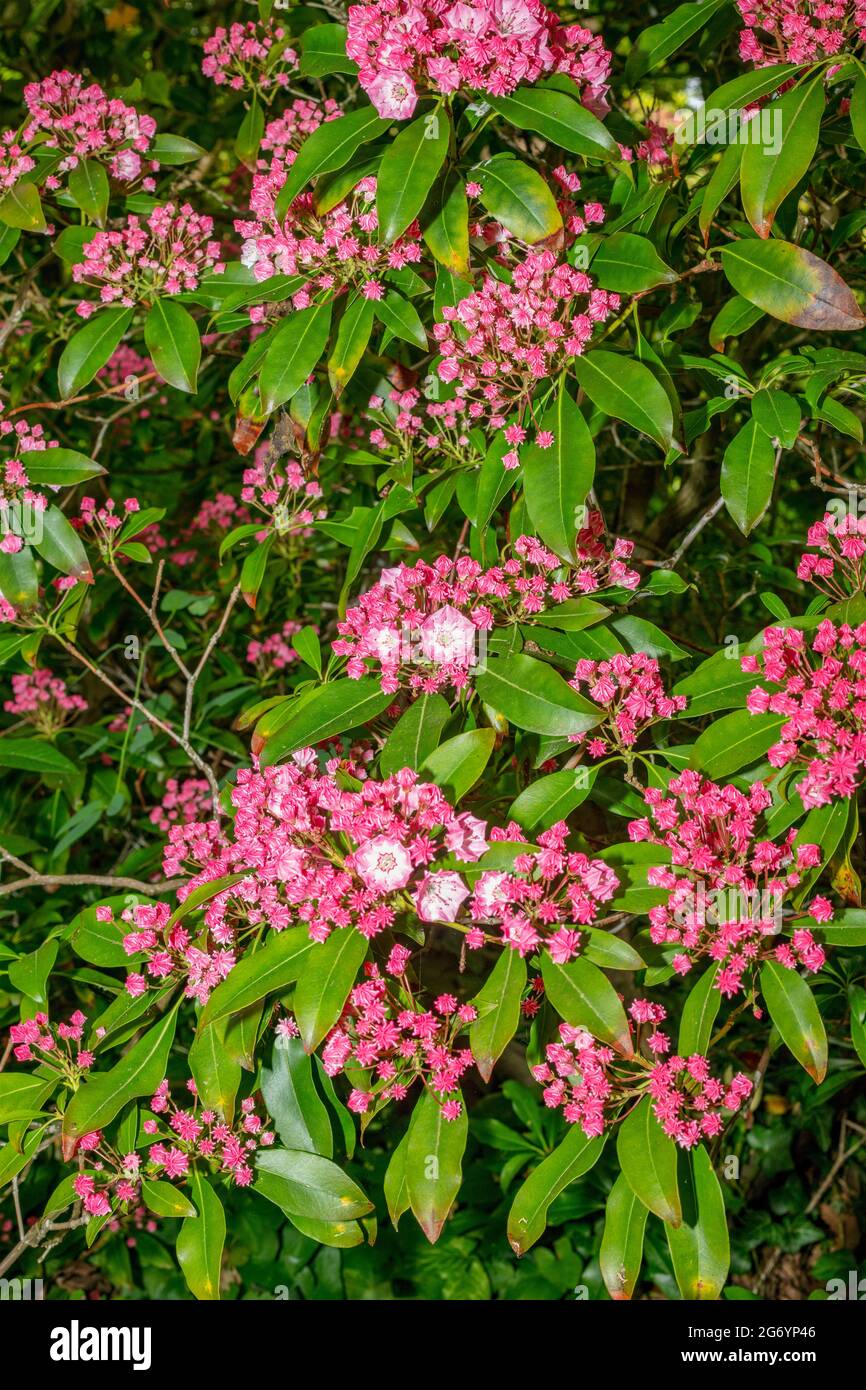 Profusely flowering Kalmia latifolia 'Pink Charm’, mountain laurel ...