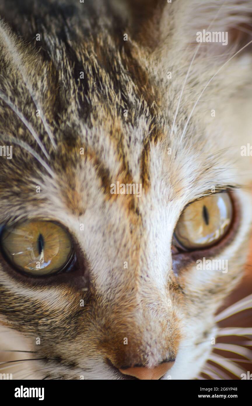 Very close up portrait of a two month old light brown striped kitten ...