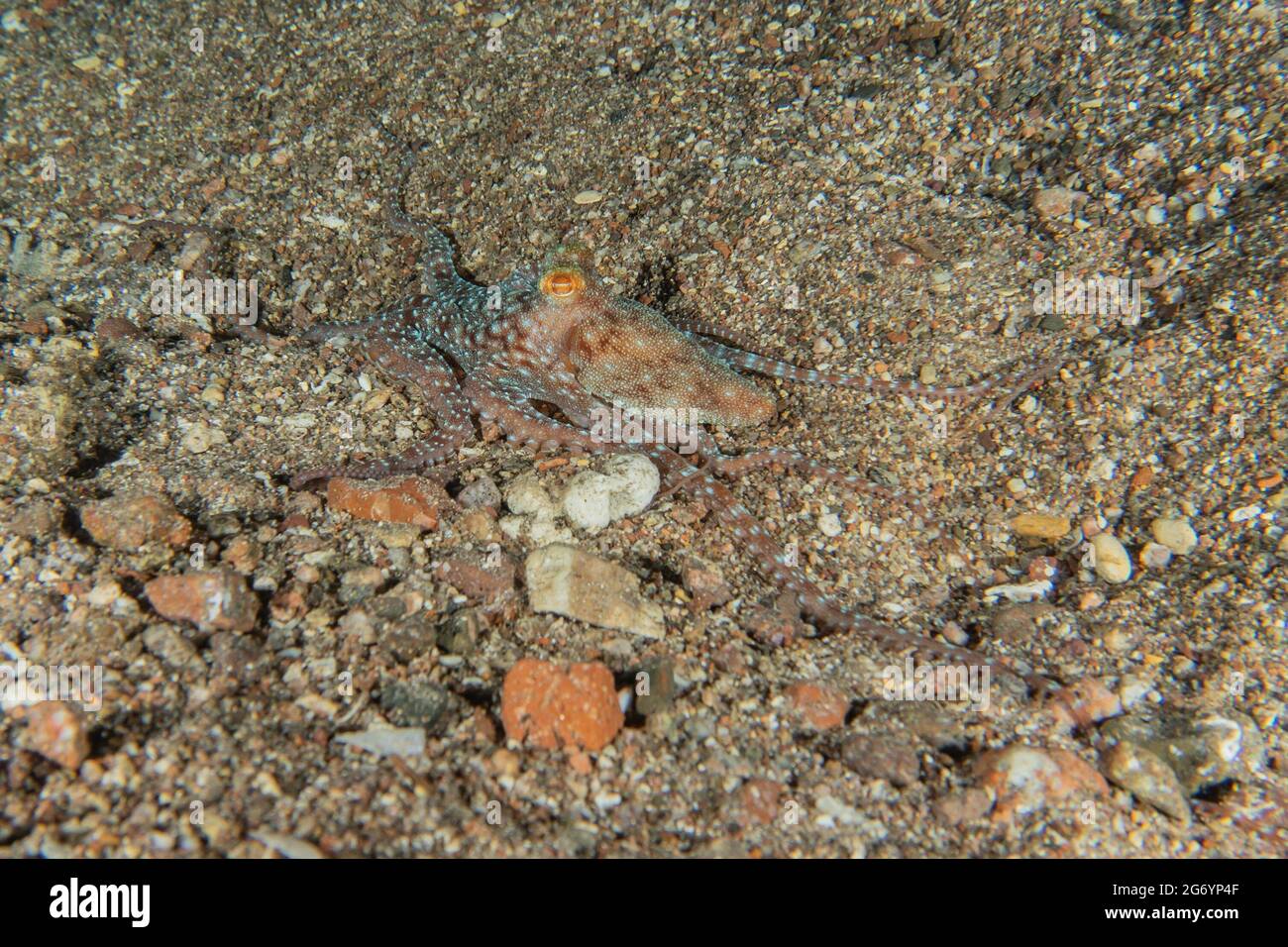 Octopus king of camouflage in the Red Sea, Eilat Israel Stock Photo - Alamy