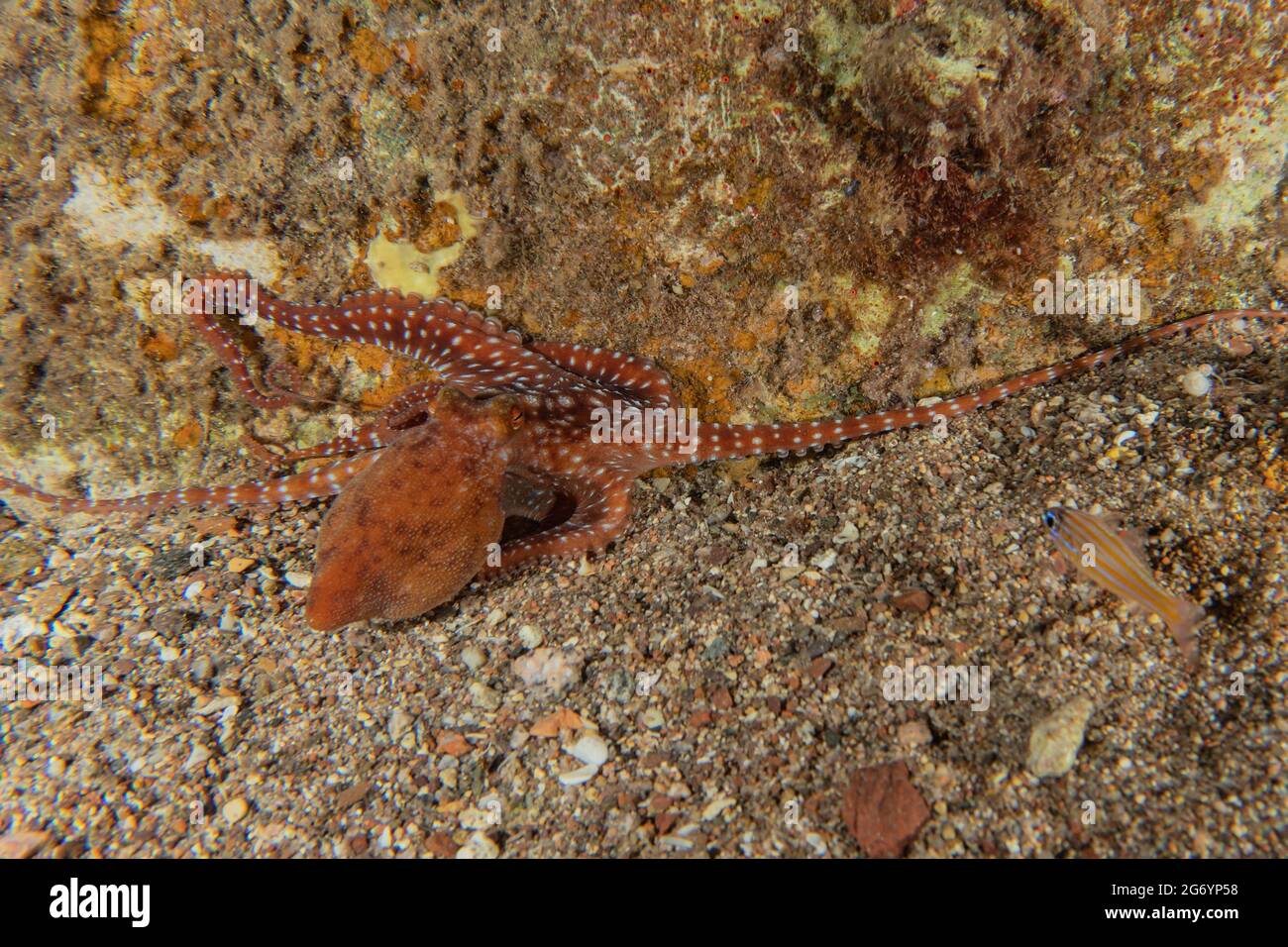 Octopus king of camouflage in the Red Sea, Eilat Israel Stock Photo - Alamy