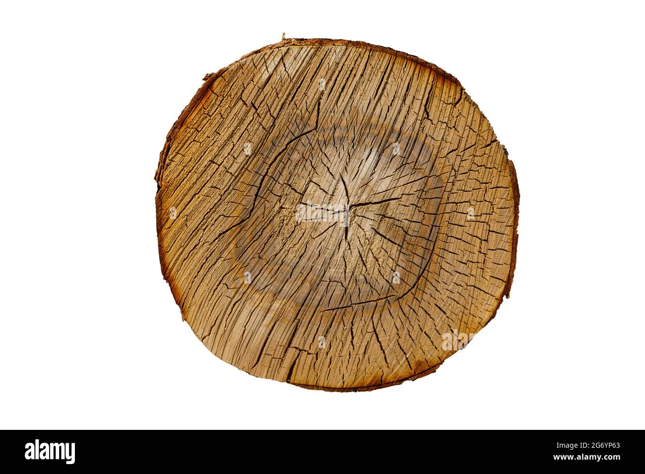 round cut of birch trunk isolated on white background. High quality ...