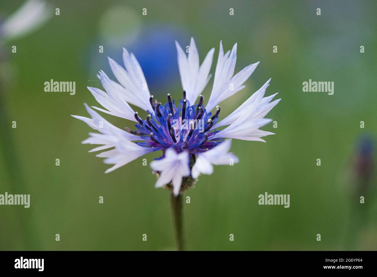 Beauty blue cornflower hi-res stock photography and images - Alamy
