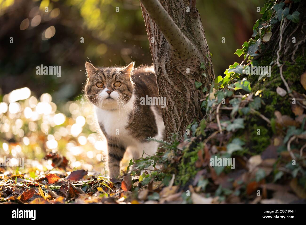 tabby white cat appearing behind a tree in sunlight with autumn leaves ...