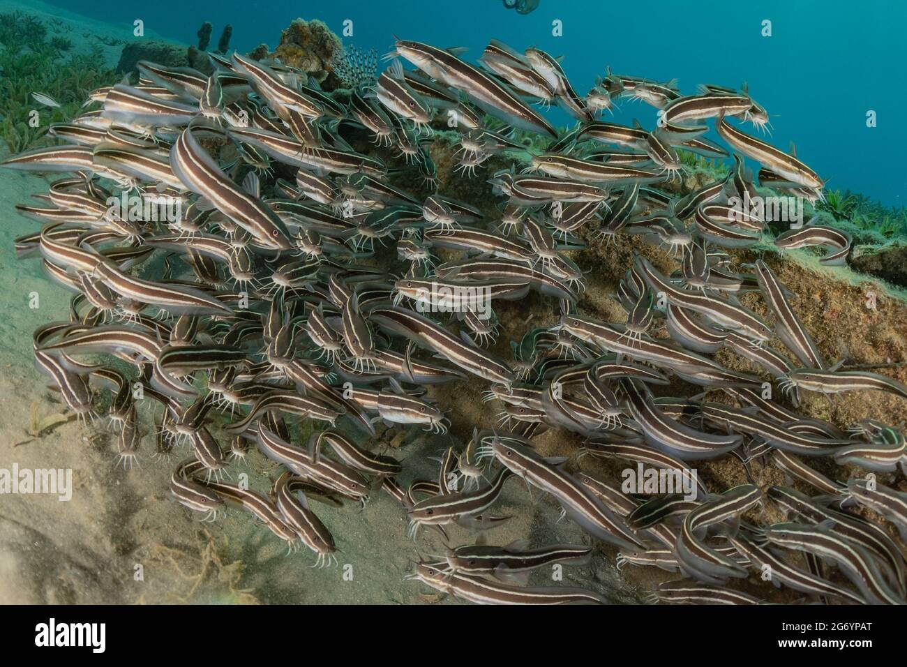 Fish swim in the Red Sea, colorful fish, Eilat Israel Stock Photo - Alamy