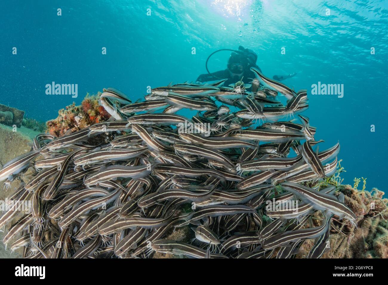 Fish swim in the Red Sea, colorful fish, Eilat Israel Stock Photo - Alamy