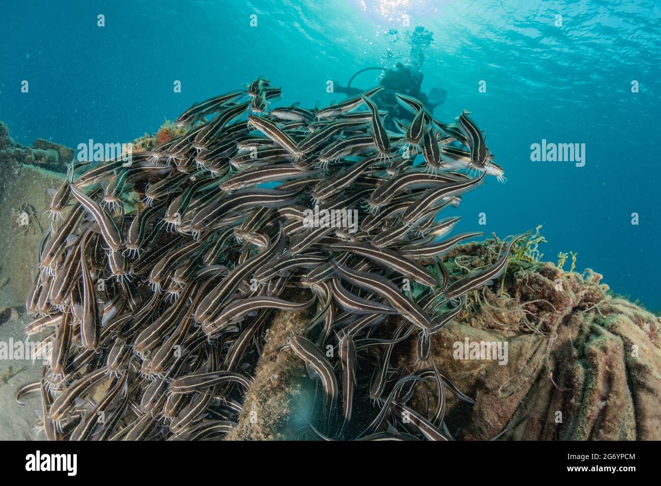 Fish swim in the Red Sea, colorful fish, Eilat Israel Stock Photo - Alamy