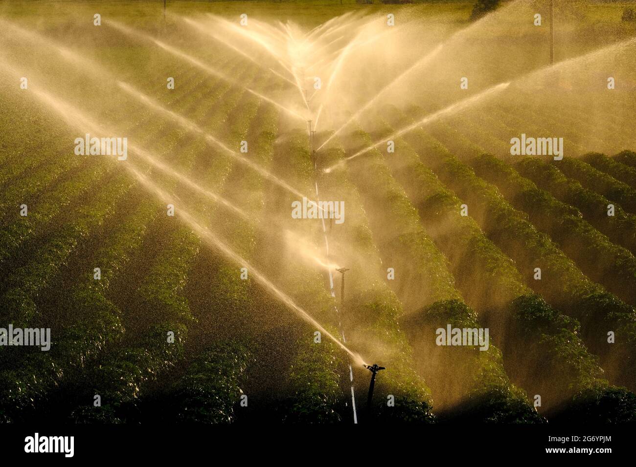 Farm field with sprinklers spraying irrigation water backlit by ...