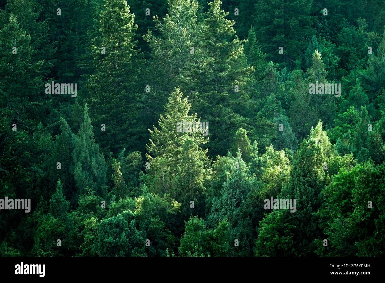 Pine forest in wilderness mountains pine trees new growth green ...