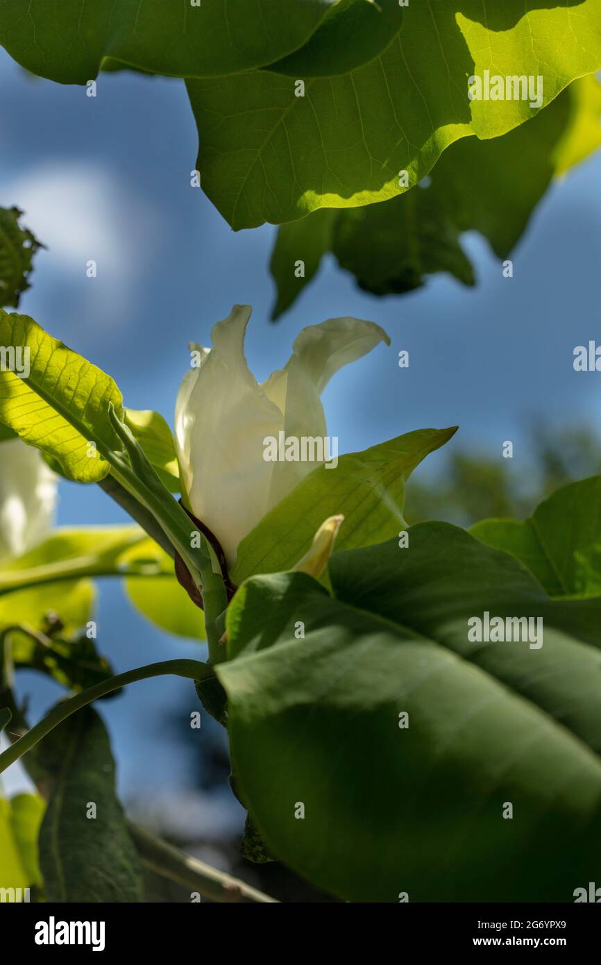 Ashe Magnolia High Resolution Stock Photography and Images - Alamy
