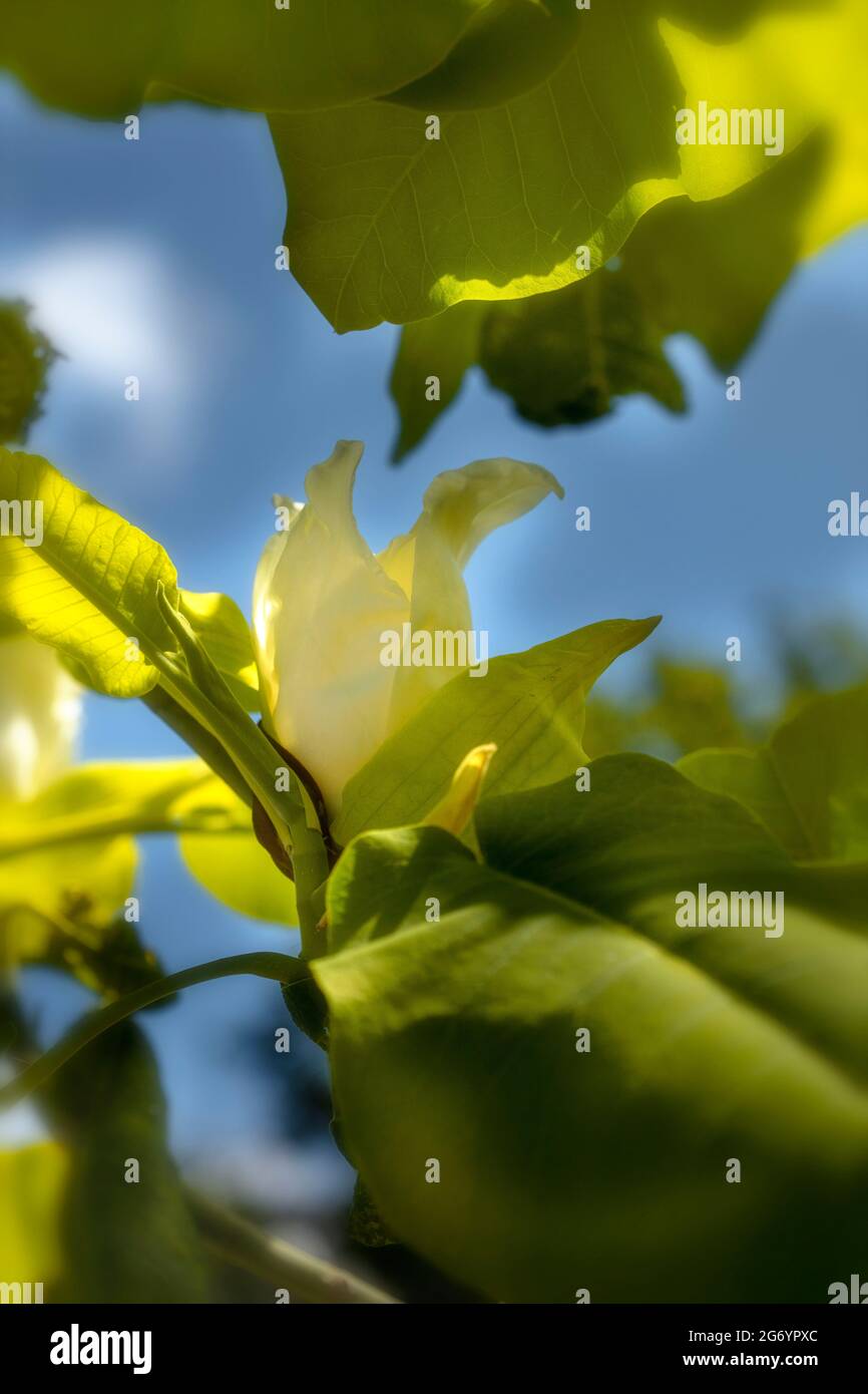 Ashe Magnolia High Resolution Stock Photography and Images - Alamy