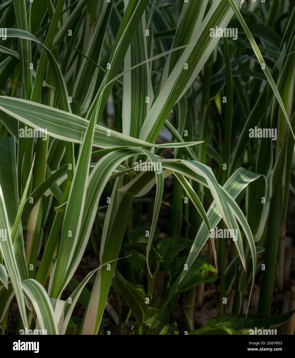 Taiwanese reed grass peppermint stick hi-res stock photography and ...